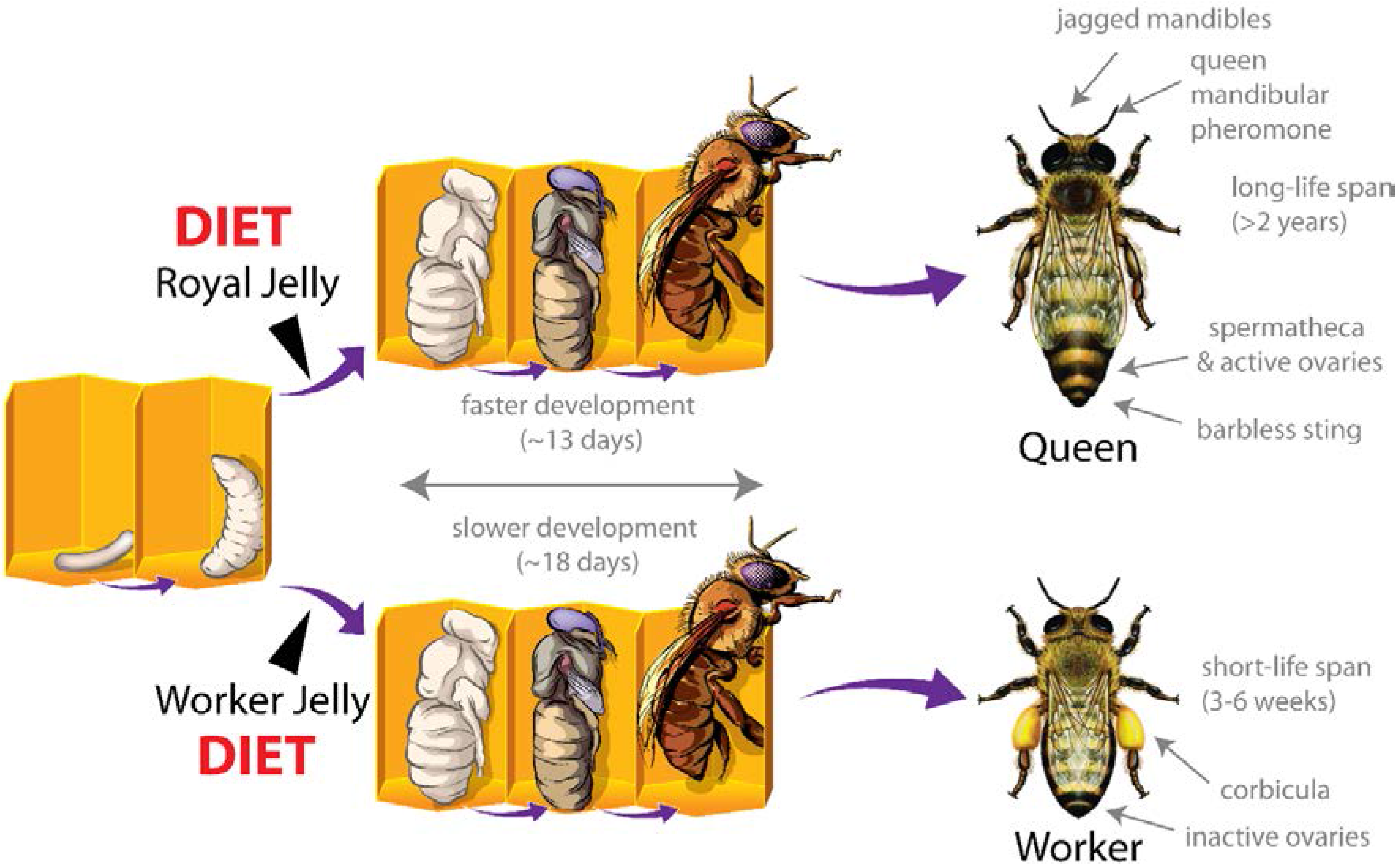The life cycle of a honey bee queen - Sustainable Beekeepers Guild of ...
